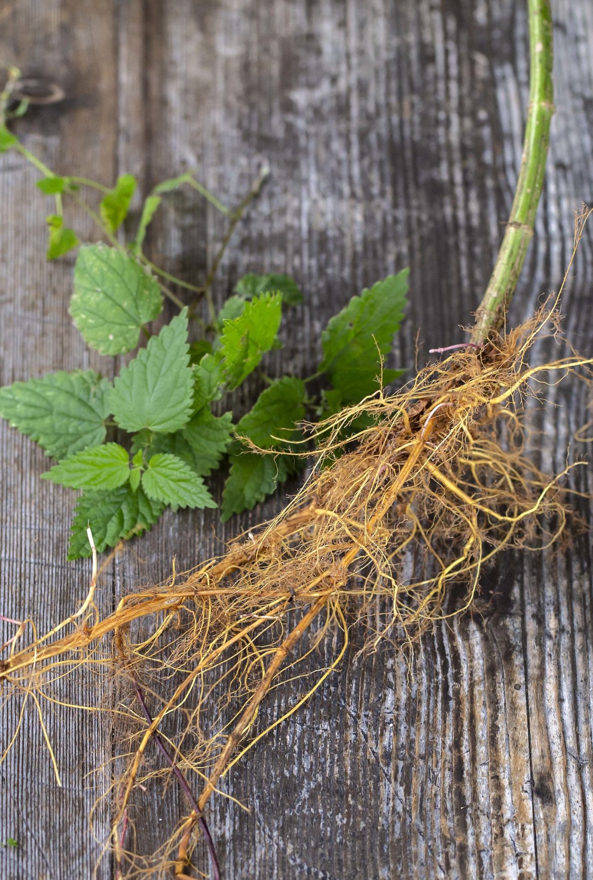 Wurzel-Tischgewürz-02b | Wilde Möhre Blog